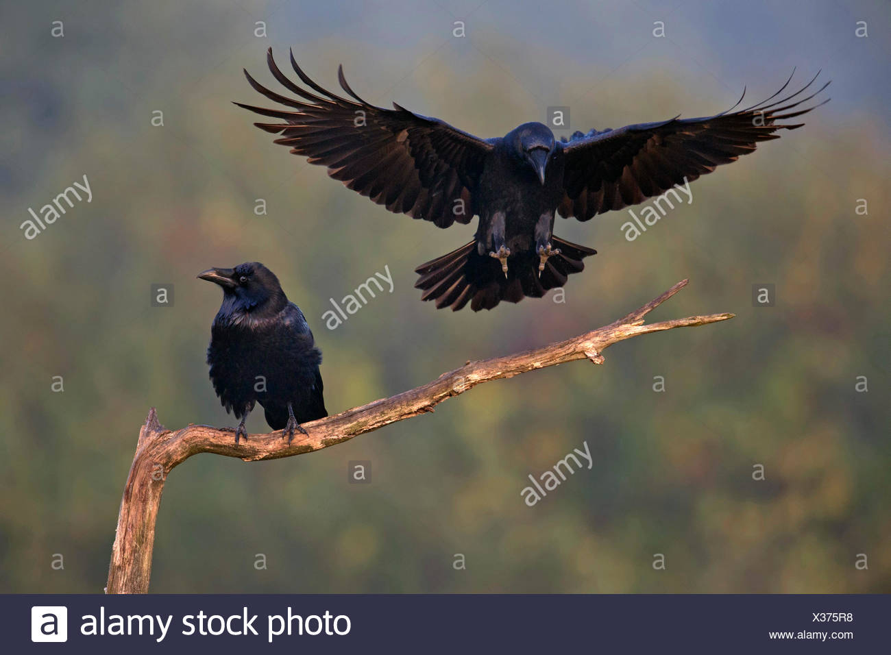 Common Raven Corvus Corax Landing Stock Photos & Common Raven Corvus ...