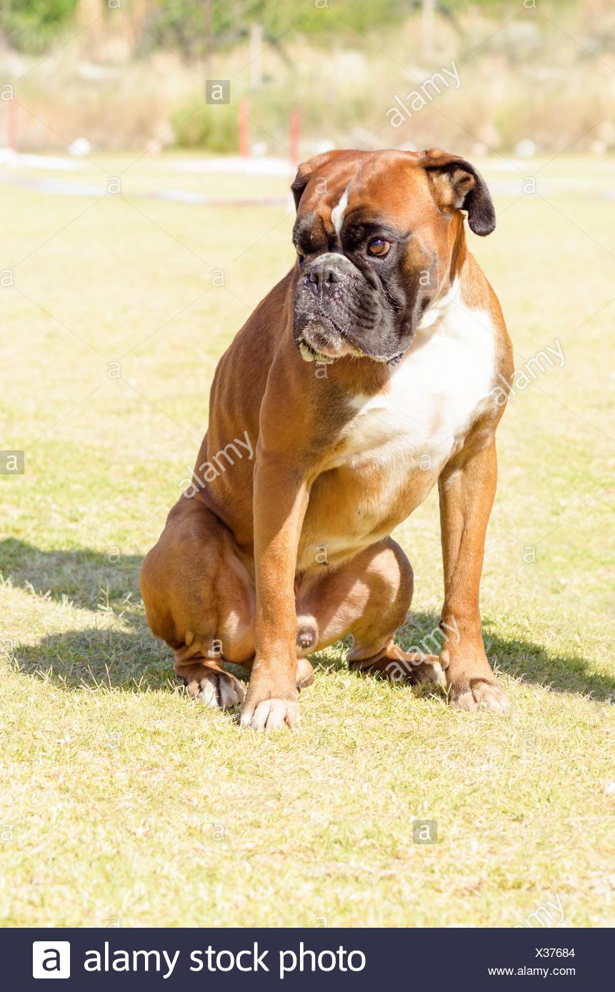 Boxer Puppy Dog High Resolution Stock Photography and Images - Alamy