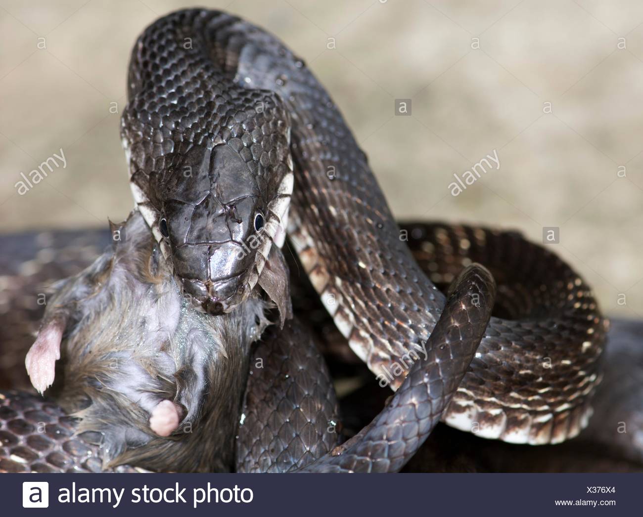 Peromyscus Mouse High Resolution Stock Photography and Images - Alamy