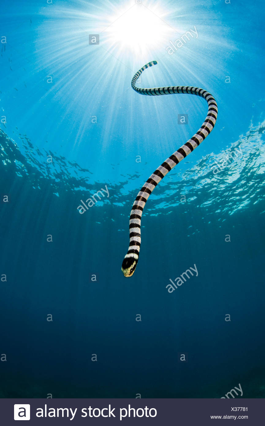 Sea Snake Stock Photos & Sea Snake Stock Images - Alamy