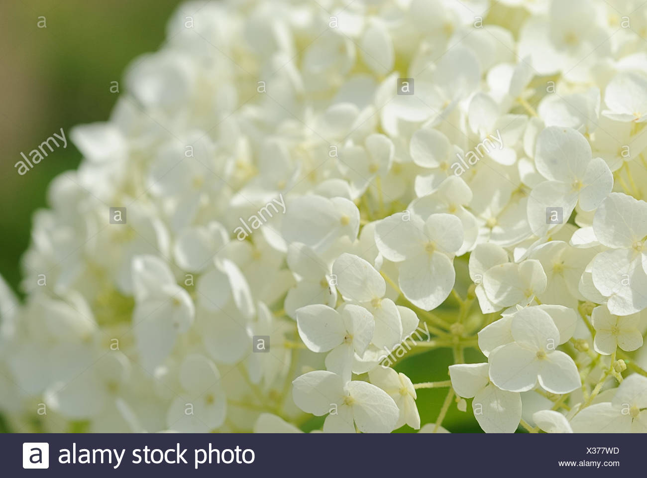 Annabelle Flower High Resolution Stock Photography and Images - Alamy