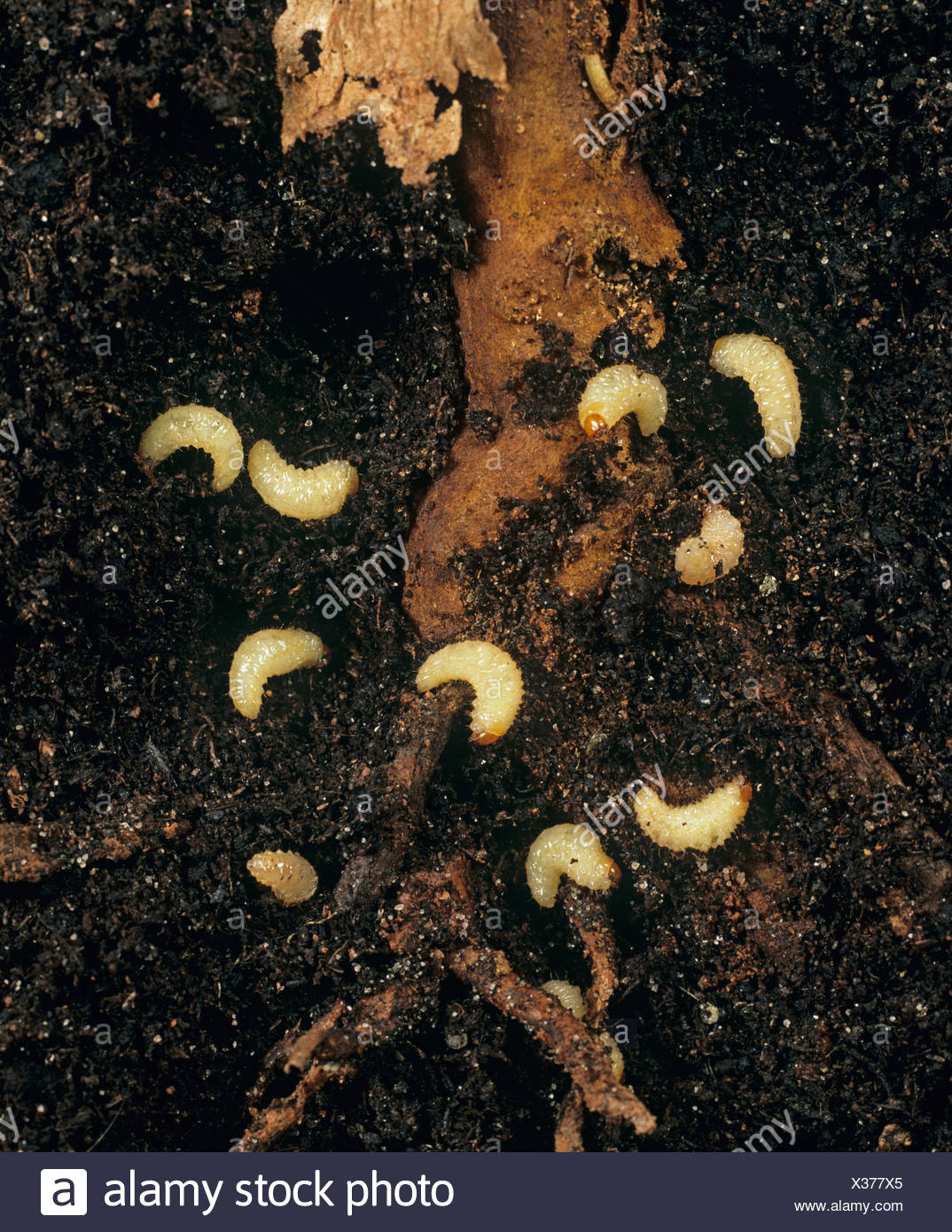 Curculionidae Larva High Resolution Stock Photography and Images - Alamy