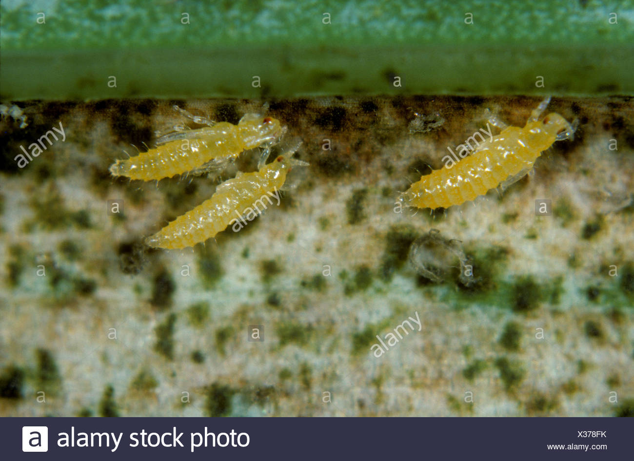 Thrip Damage High Resolution Stock Photography and Images - Alamy