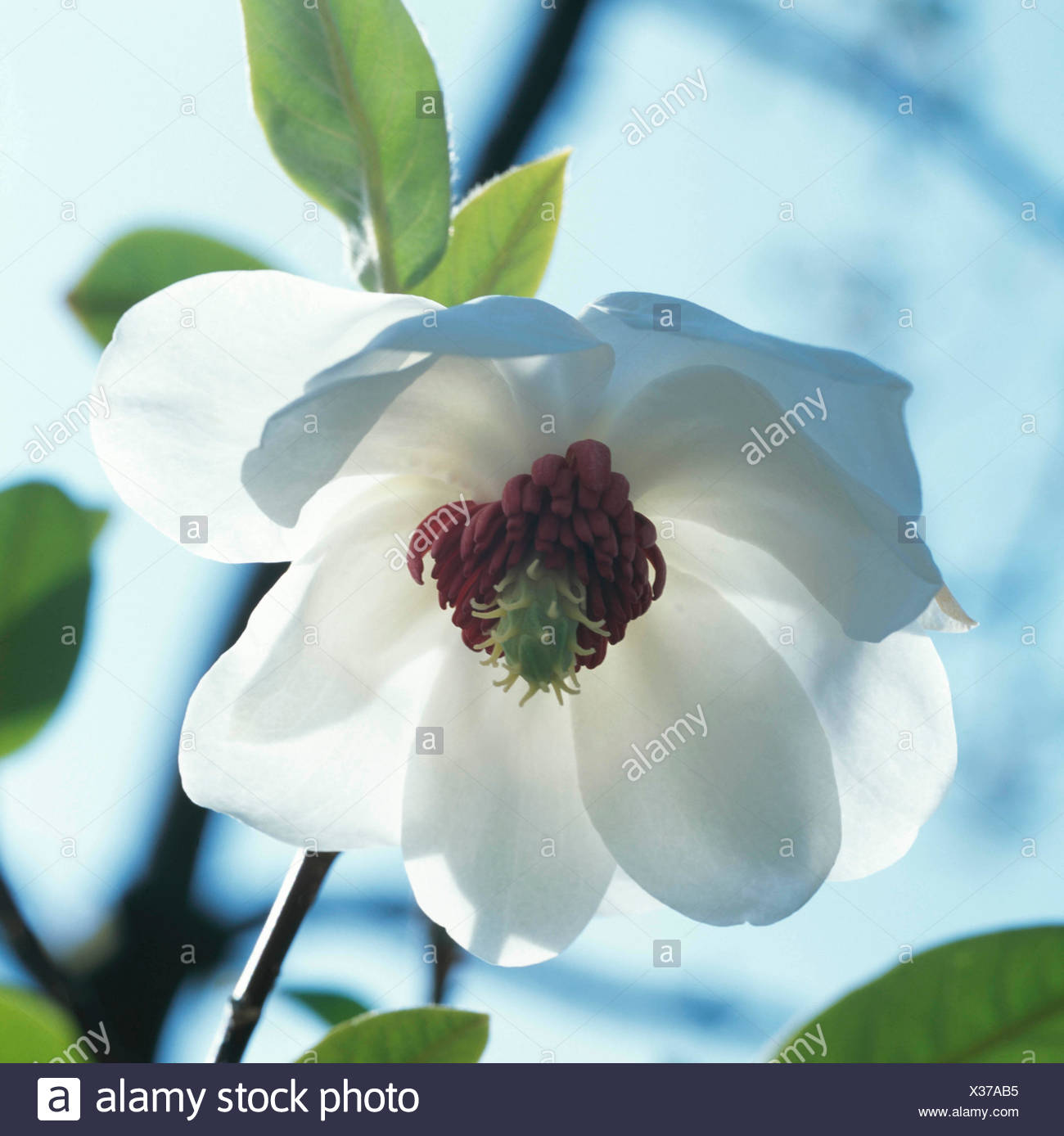 Magnolia Sieboldii High Resolution Stock Photography and Images - Alamy