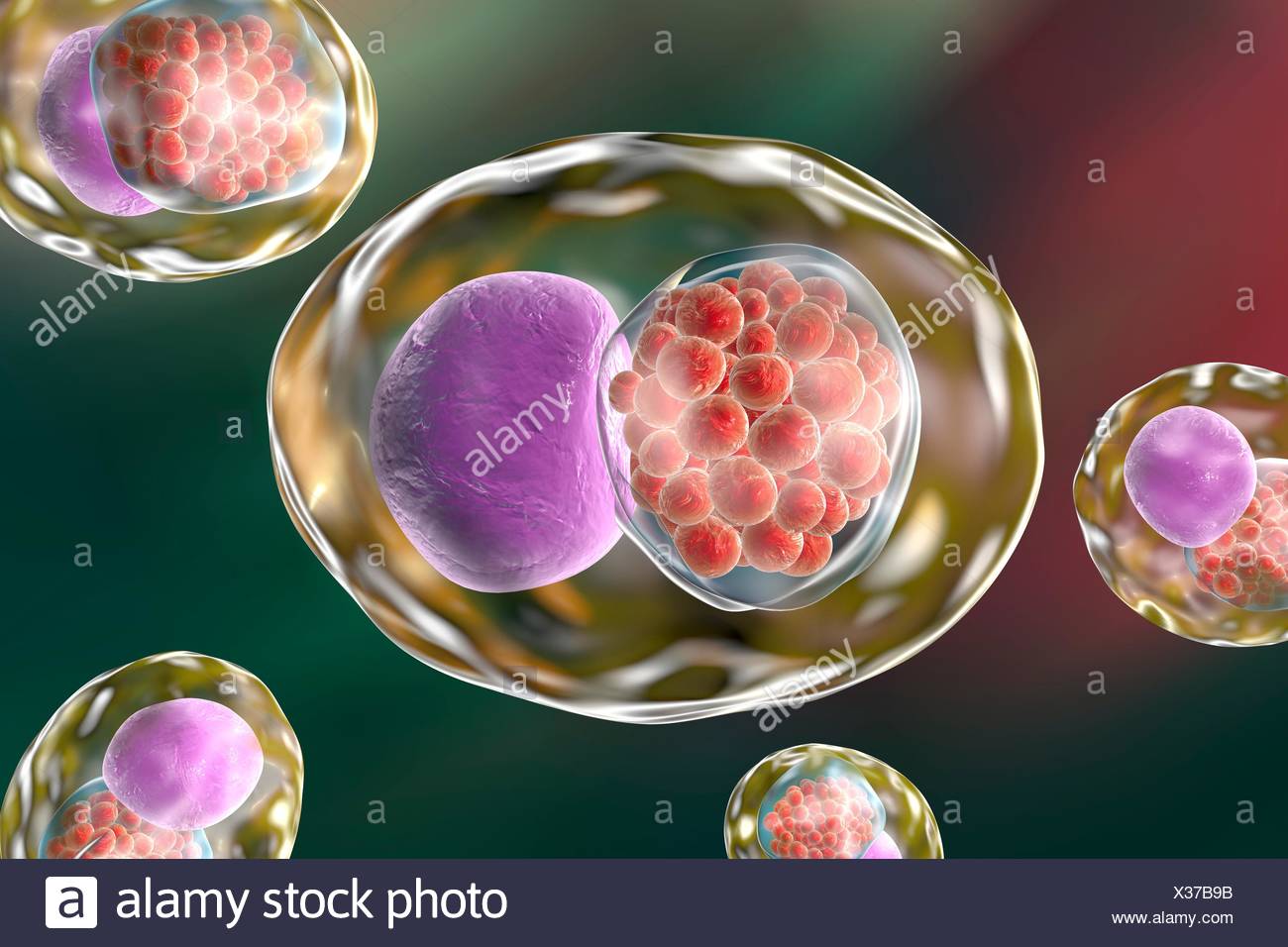 Chlamydia Bacteria High Resolution Stock Photography and Images - Alamy