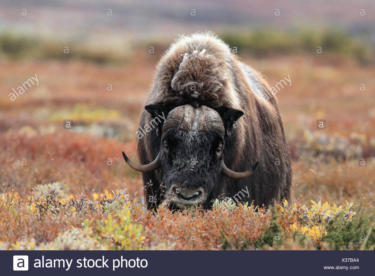 Moschustier High Resolution Stock Photography and Images - Alamy