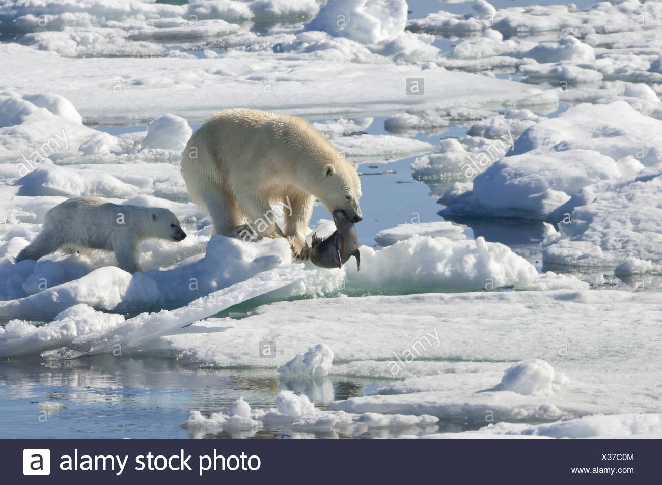 Polar Bear Hunting Seal High Resolution Stock Photography and Images ...