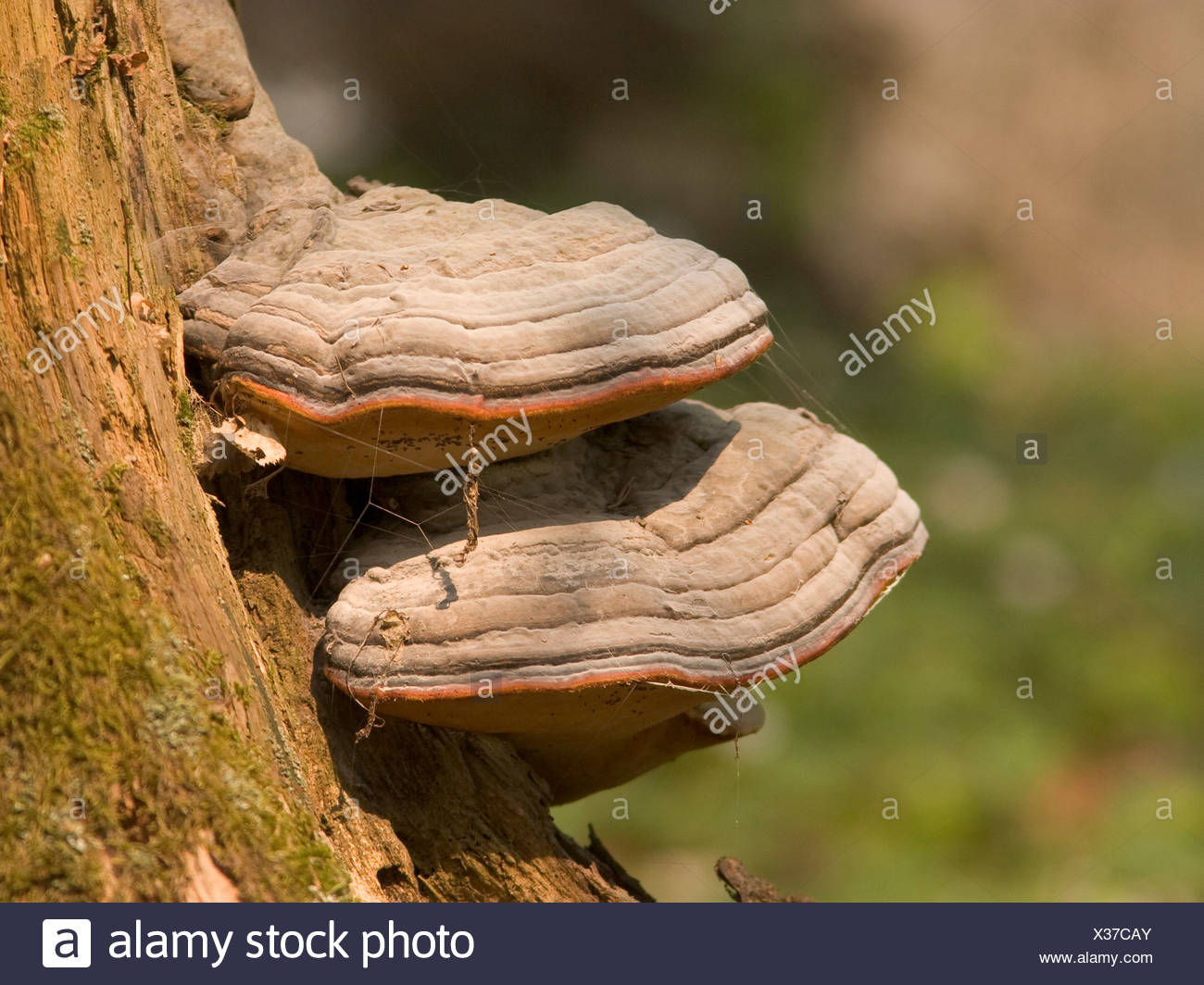 Fruiting Bodies At A Tree Trunk High Resolution Stock Photography and ...
