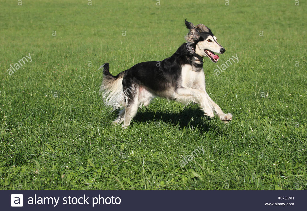 Saluki Stock Photos & Saluki Stock Images - Alamy