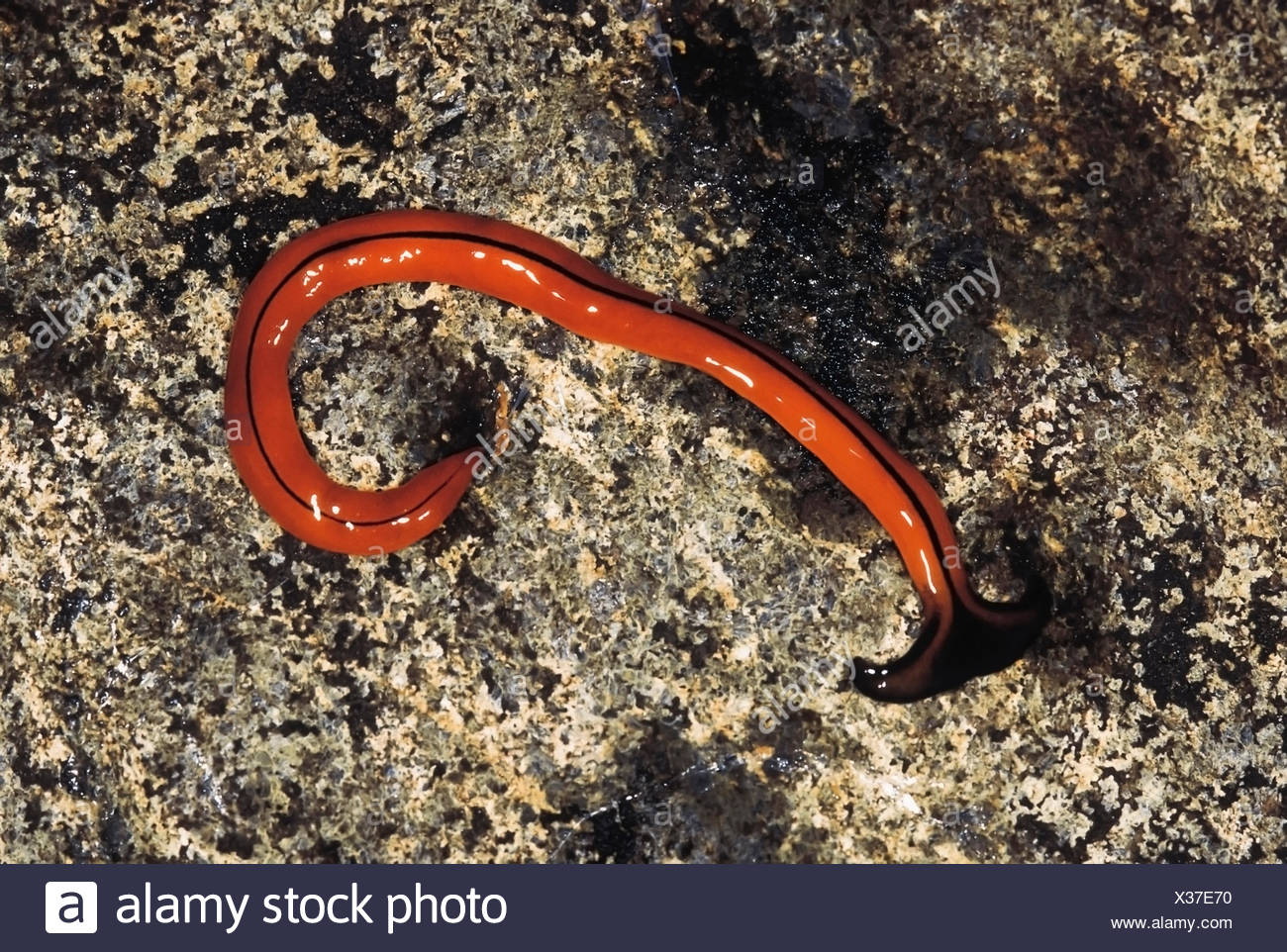 Hammerhead Slug High Resolution Stock Photography and Images - Alamy
