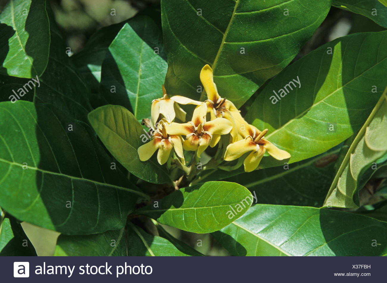 Genipa High Resolution Stock Photography and Images - Alamy