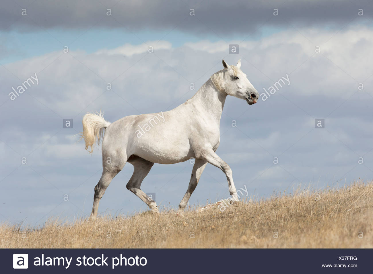 Standardbred Stock Photos & Standardbred Stock Images - Alamy