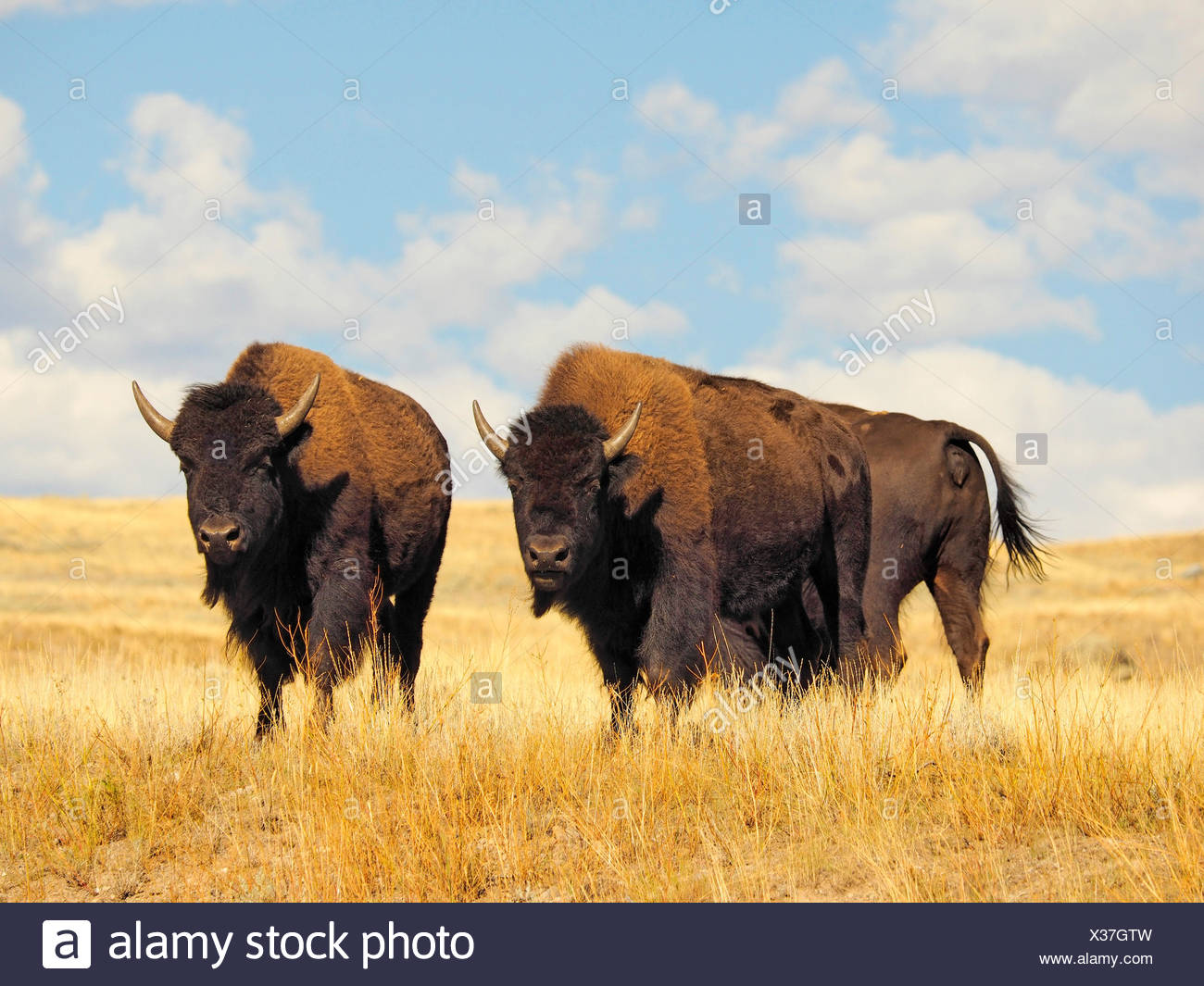 Lamar Valley Yellowstone National Park Wyoming Usa Stock Photos & Lamar ...