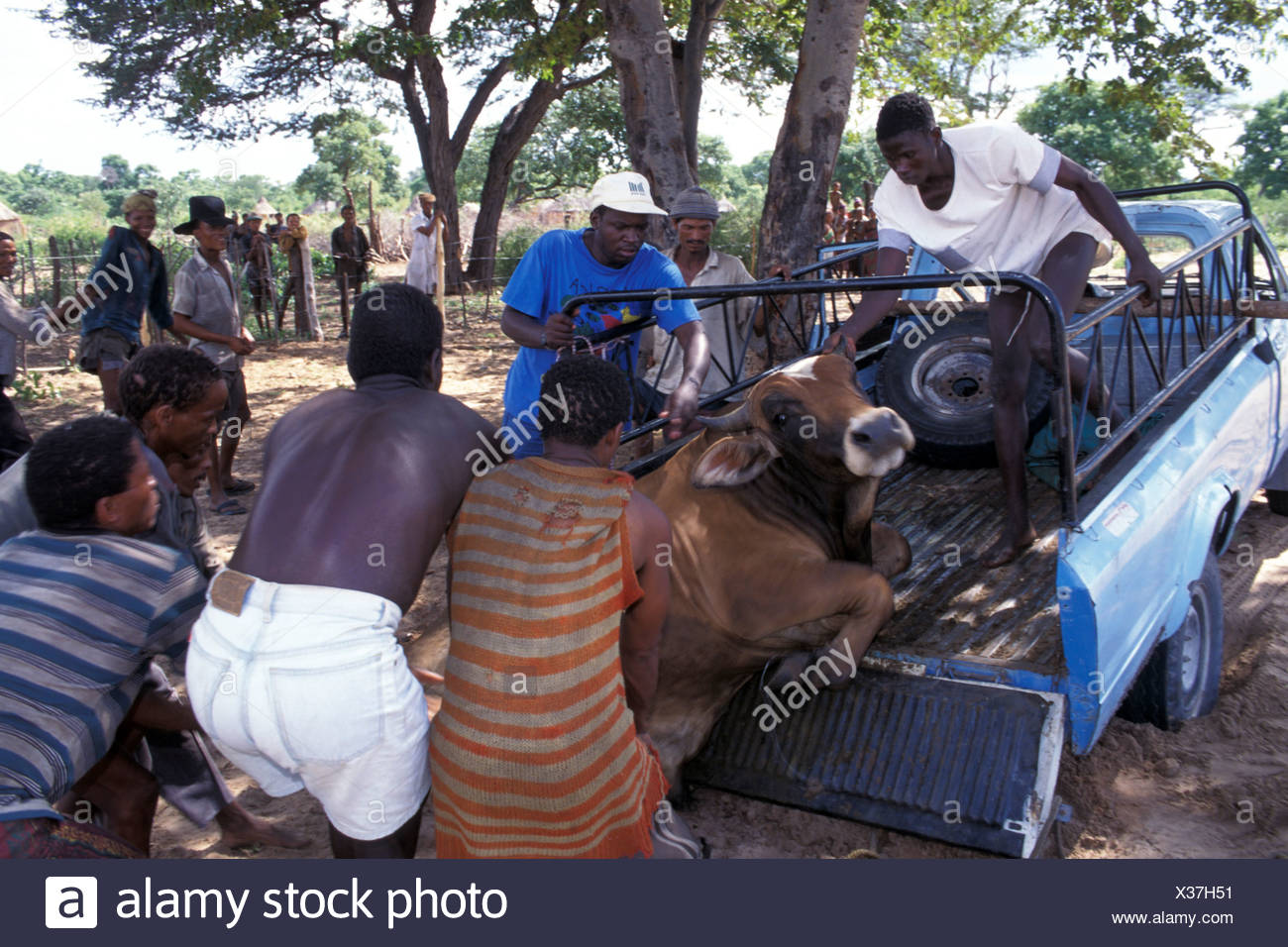 Cattle Transport Stock Photos & Cattle Transport Stock Images - Alamy