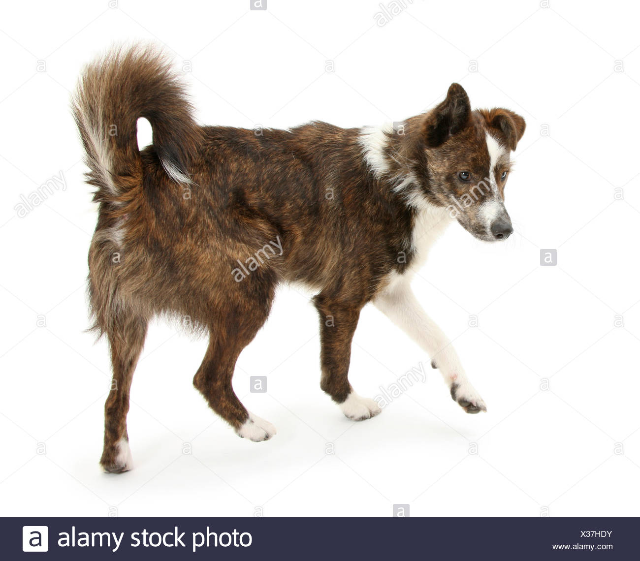 Hackles Raised High Resolution Stock Photography and Images - Alamy