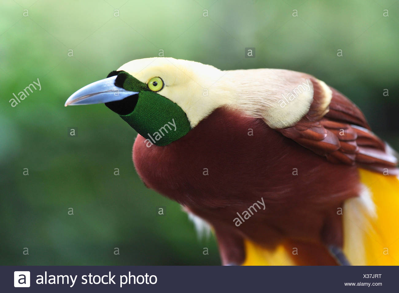 Lesser Bird Of Paradise Stock Photos & Lesser Bird Of Paradise Stock ...