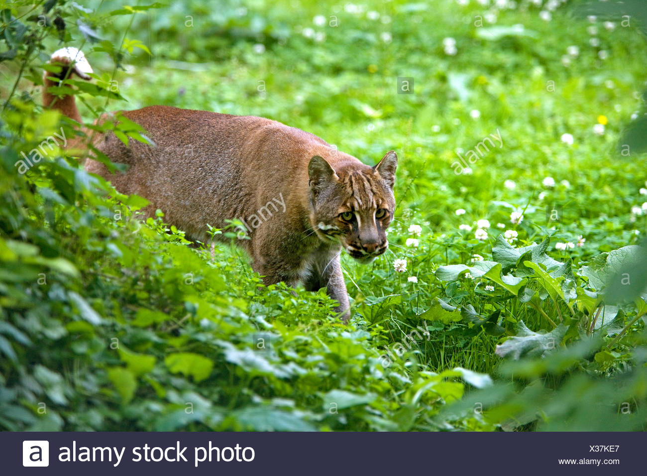 Asian Golden Cat Catopuma Temminckii High Resolution Stock Photography ...