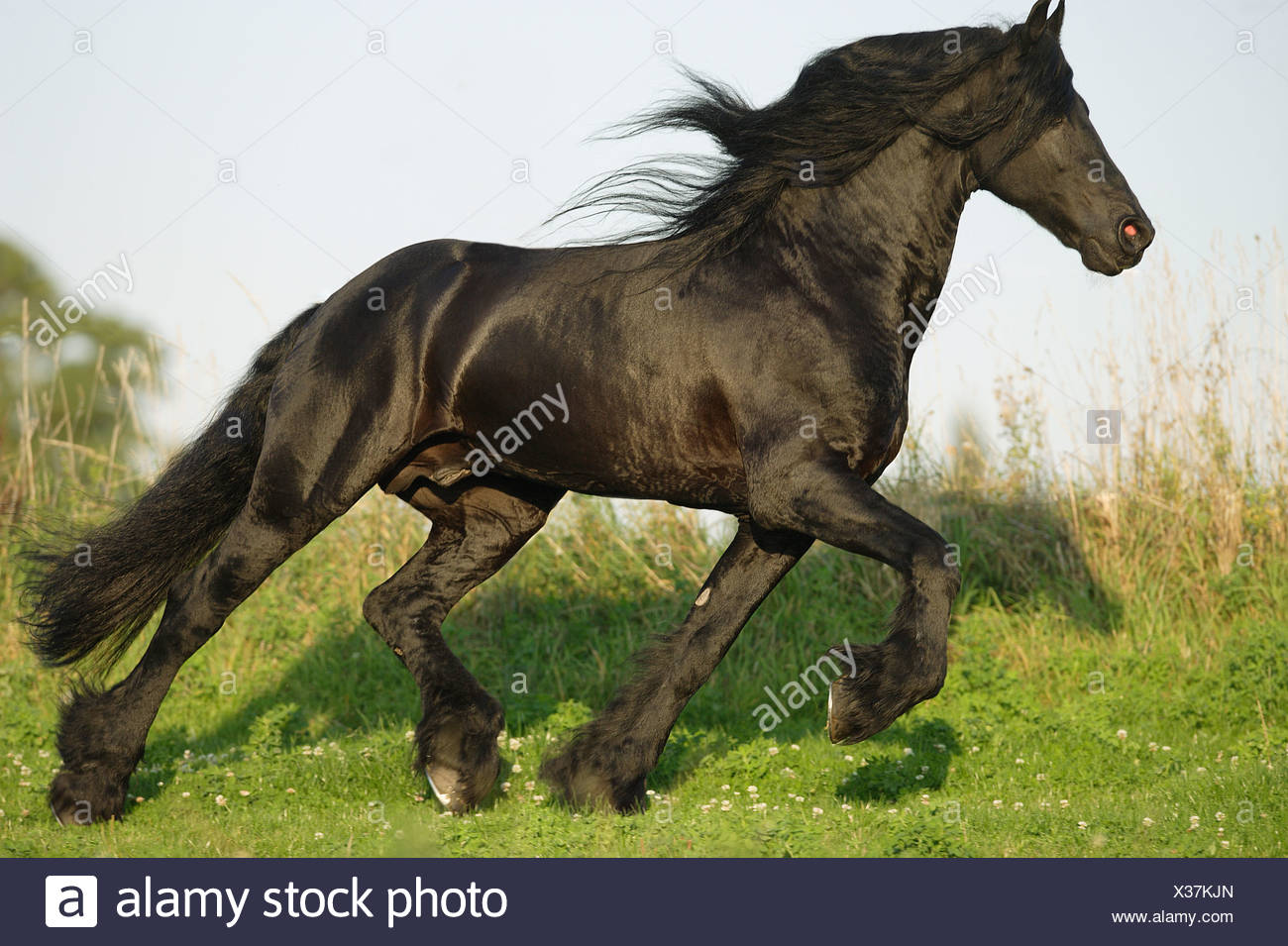 Running Friesian Horse High Resolution Stock Photography and Images - Alamy