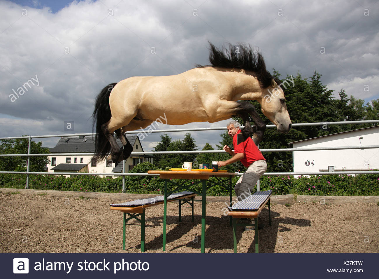 Connemara Pony Jumping Stock Photos & Connemara Pony Jumping Stock ...