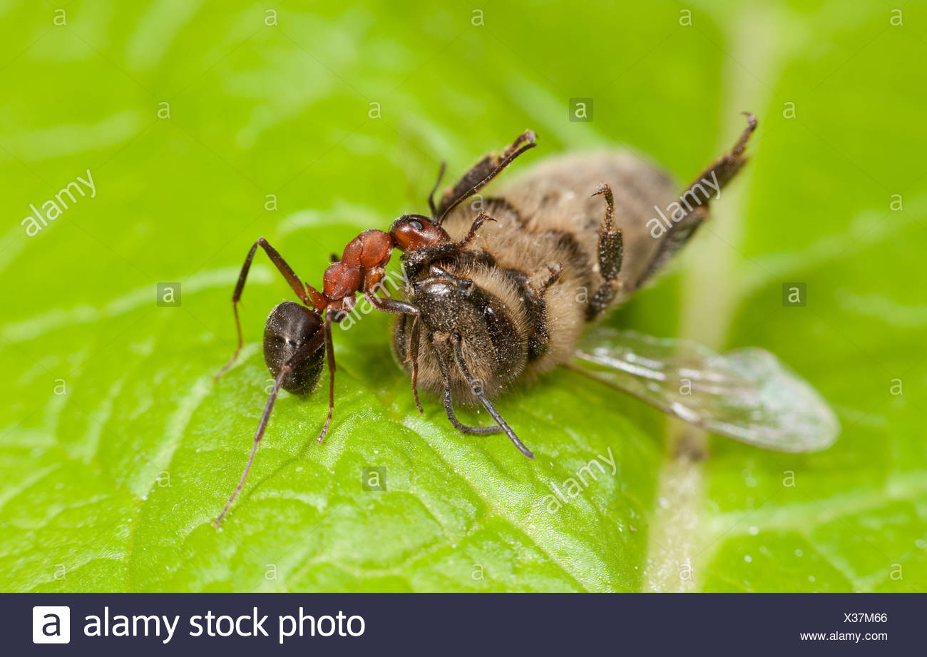Ant Bee High Resolution Stock Photography and Images - Alamy