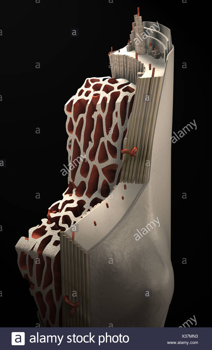 Spongy Compact Bone High Resolution Stock Photography and Images - Alamy