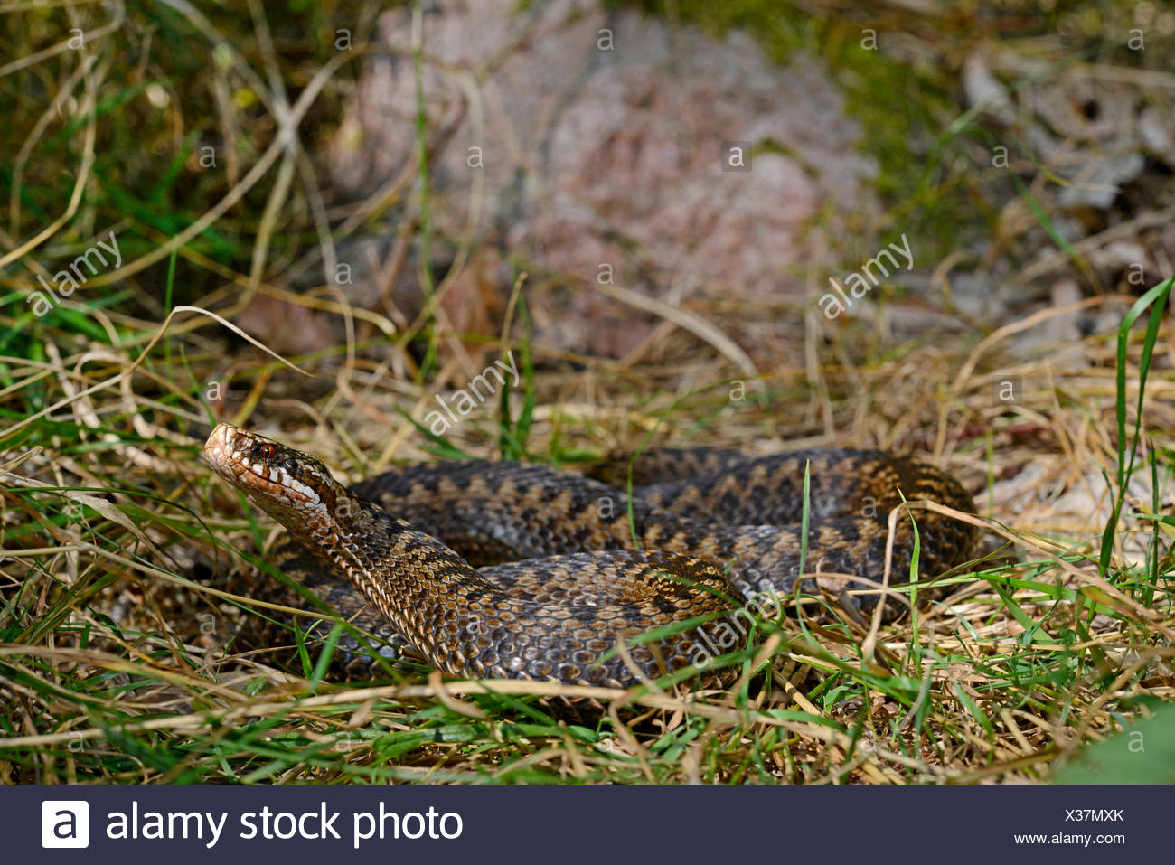 Adder Vipera Berus Swedish Snake Stock Photos & Adder Vipera Berus ...