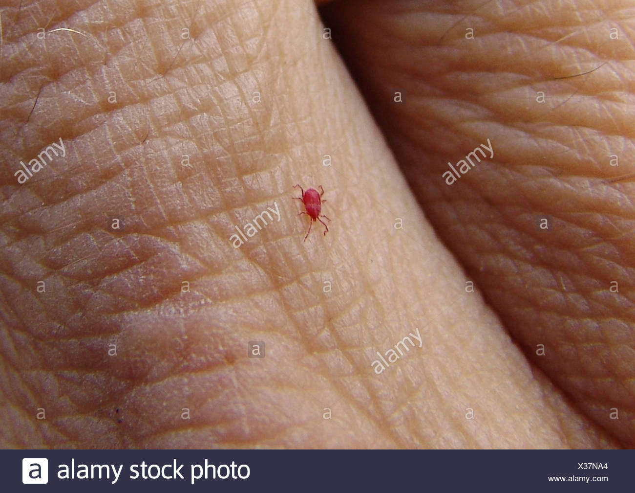 Trombicula High Resolution Stock Photography and Images - Alamy