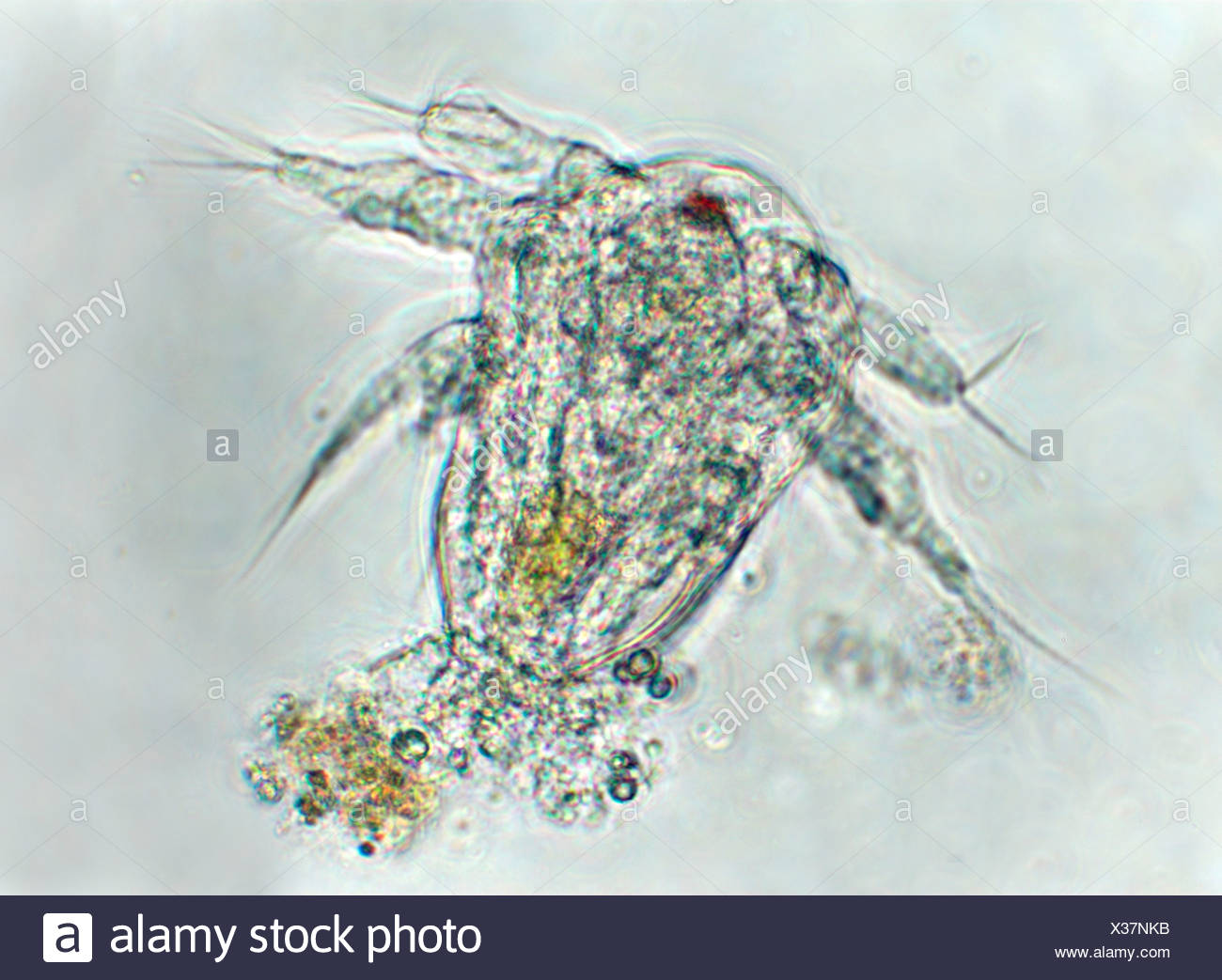 Cyclops Mythology High Resolution Stock Photography and Images - Alamy