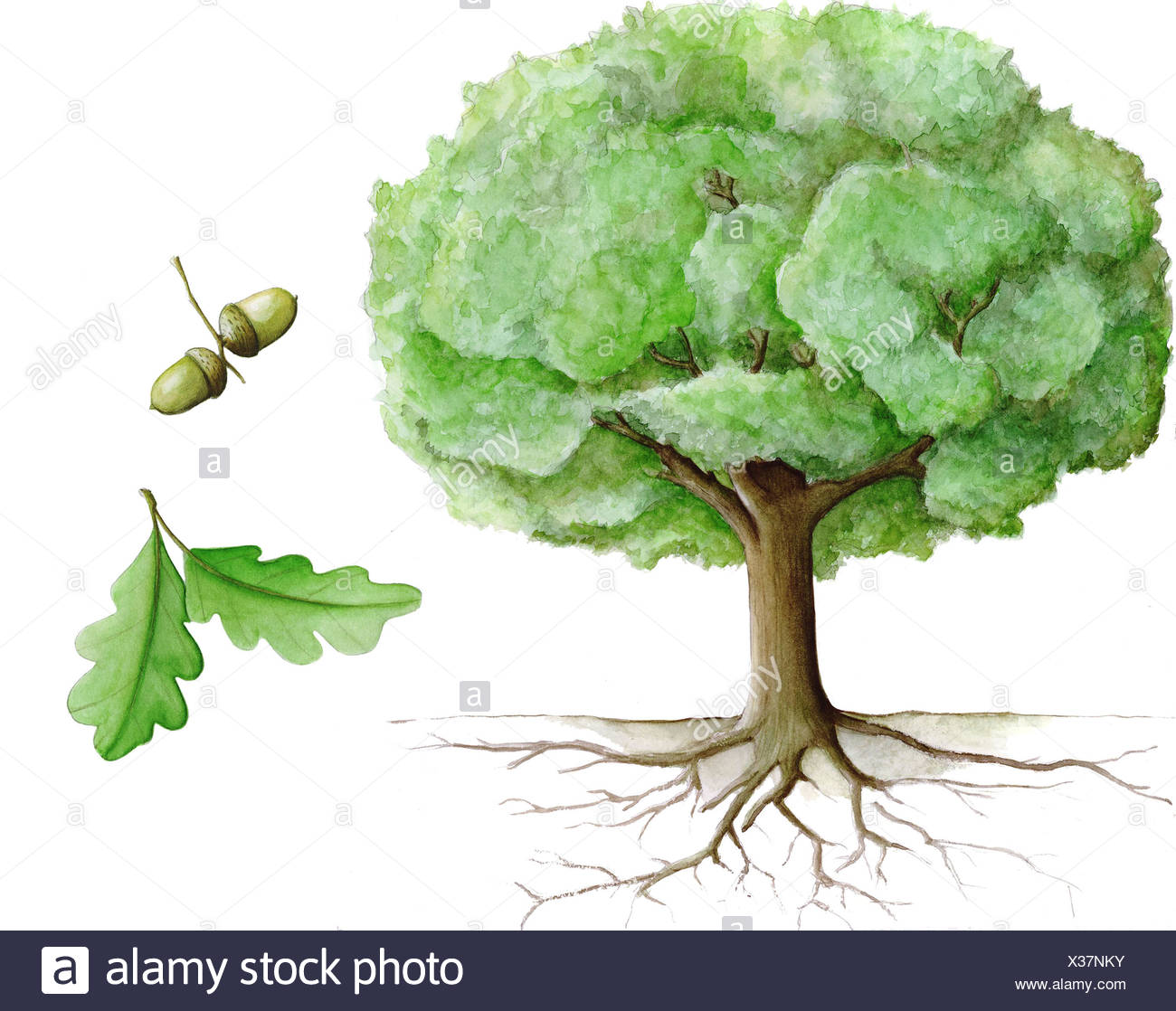 Tree Root Illustration High Resolution Stock Photography and Images - Alamy