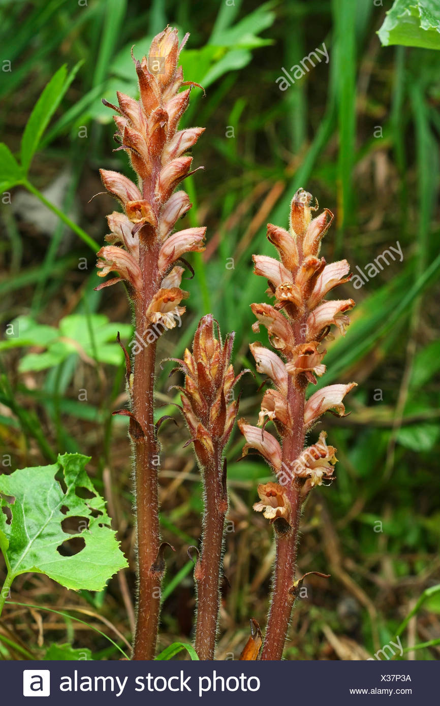 Broom Rapes High Resolution Stock Photography and Images - Alamy