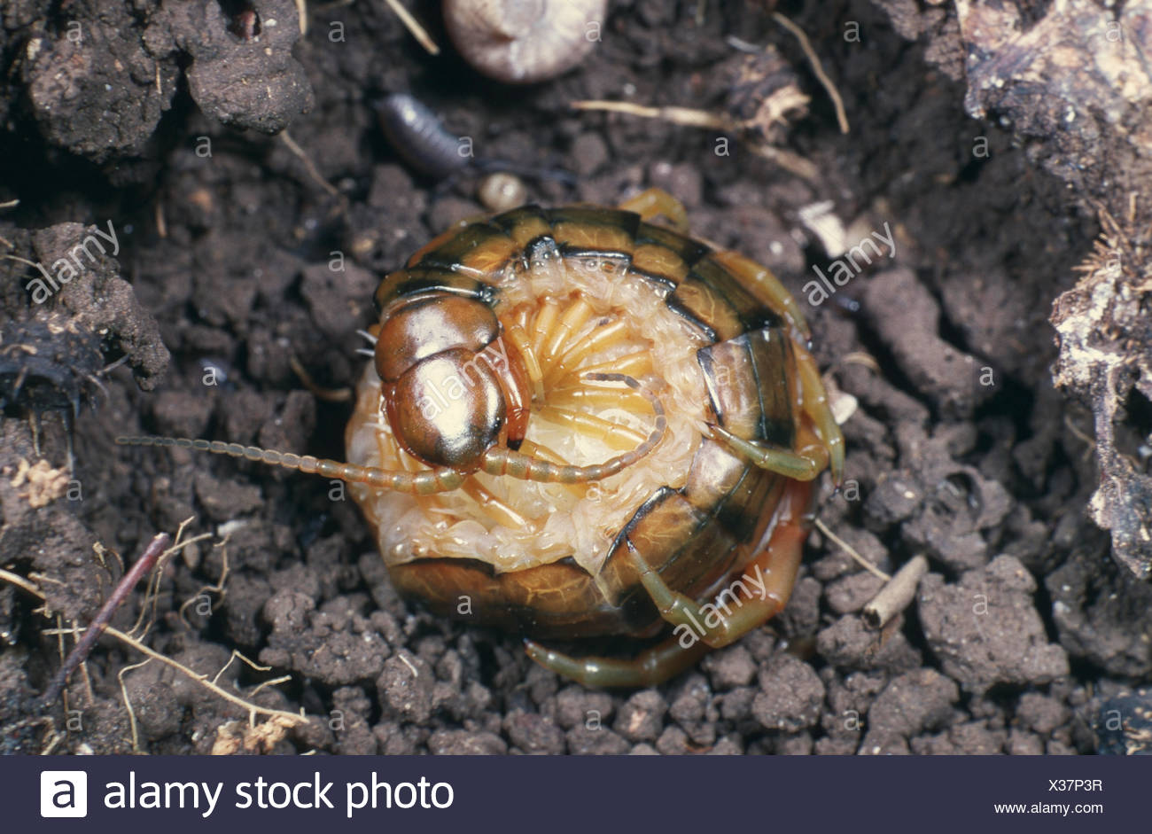 Scolopendra Cingulata Stock Photos & Scolopendra Cingulata Stock Images ...
