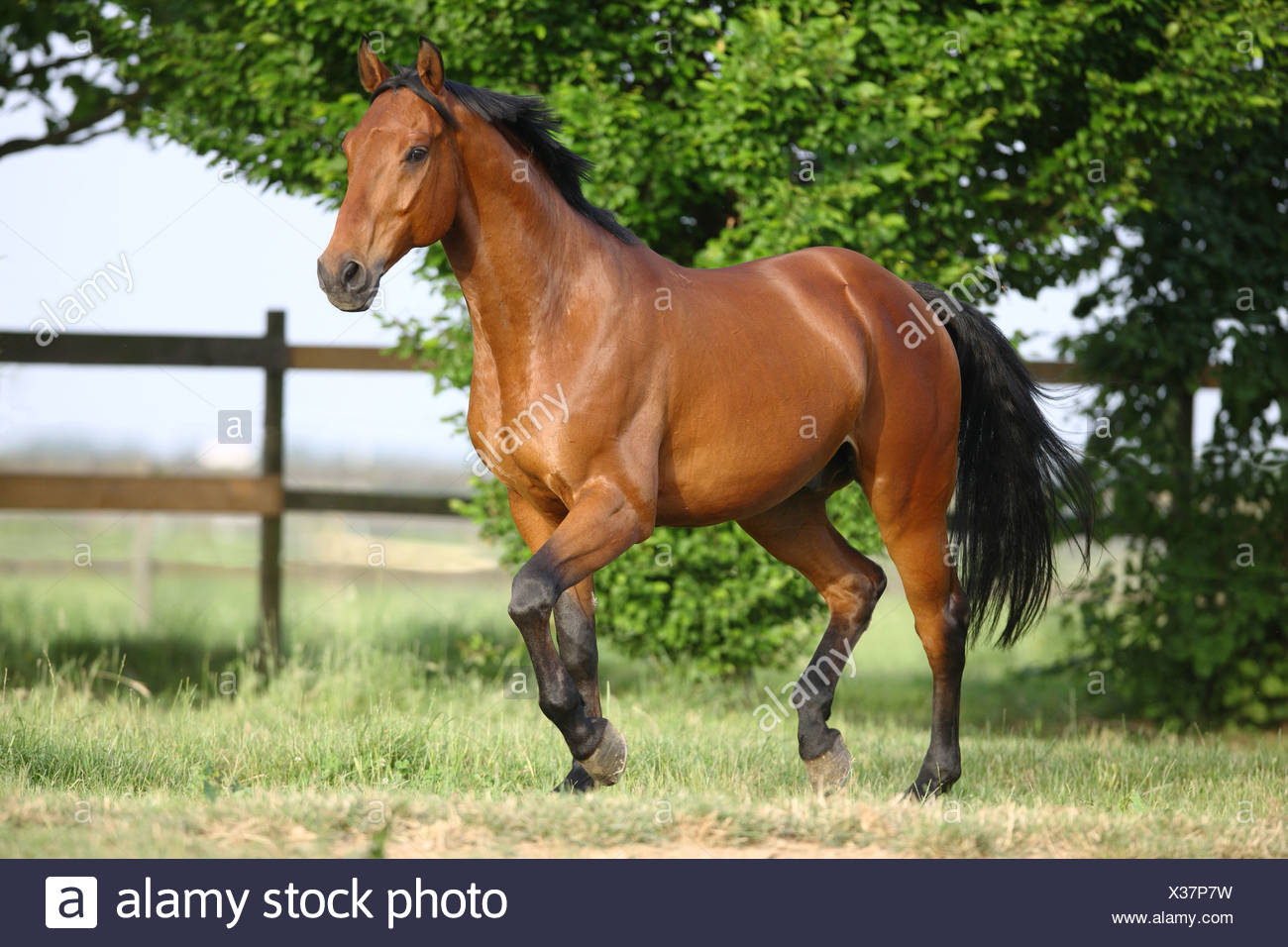 Nonius Horse High Resolution Stock Photography and Images - Alamy