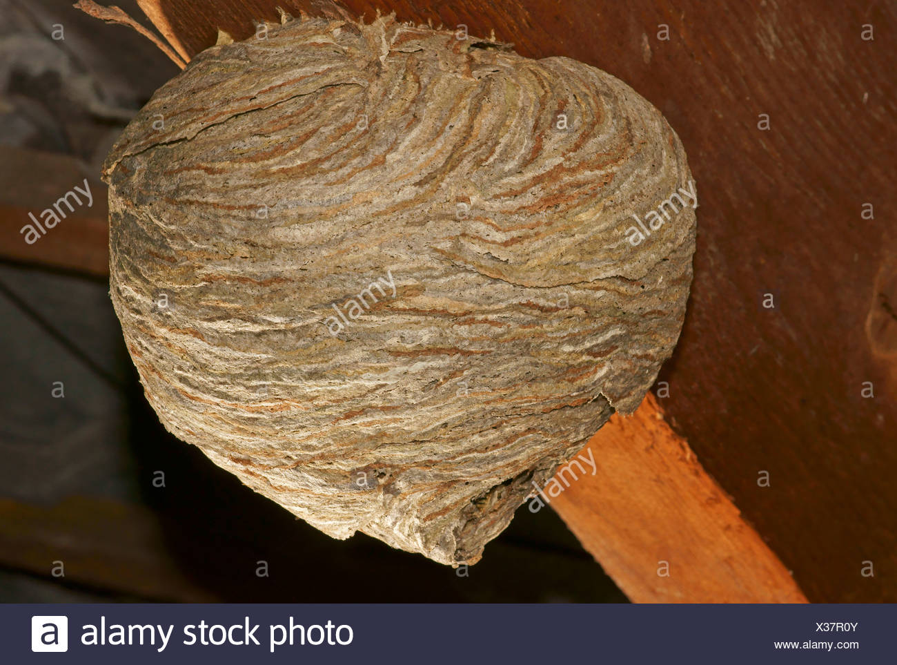 Wasp Nest High Resolution Stock Photography and Images - Alamy