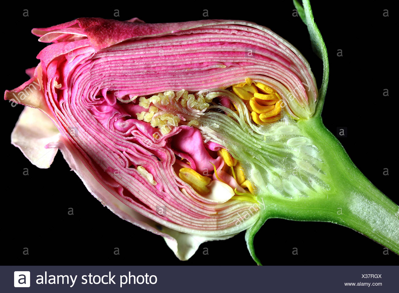 Flower Bud Cross Section Stock Photos & Flower Bud Cross Section Stock ...