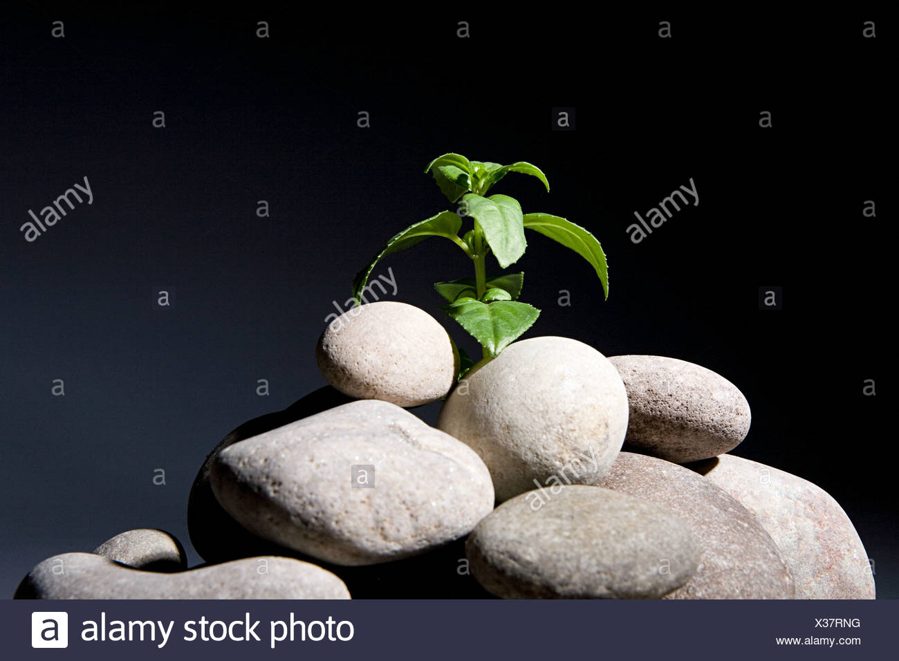 Pebble Plant High Resolution Stock Photography and Images - Alamy