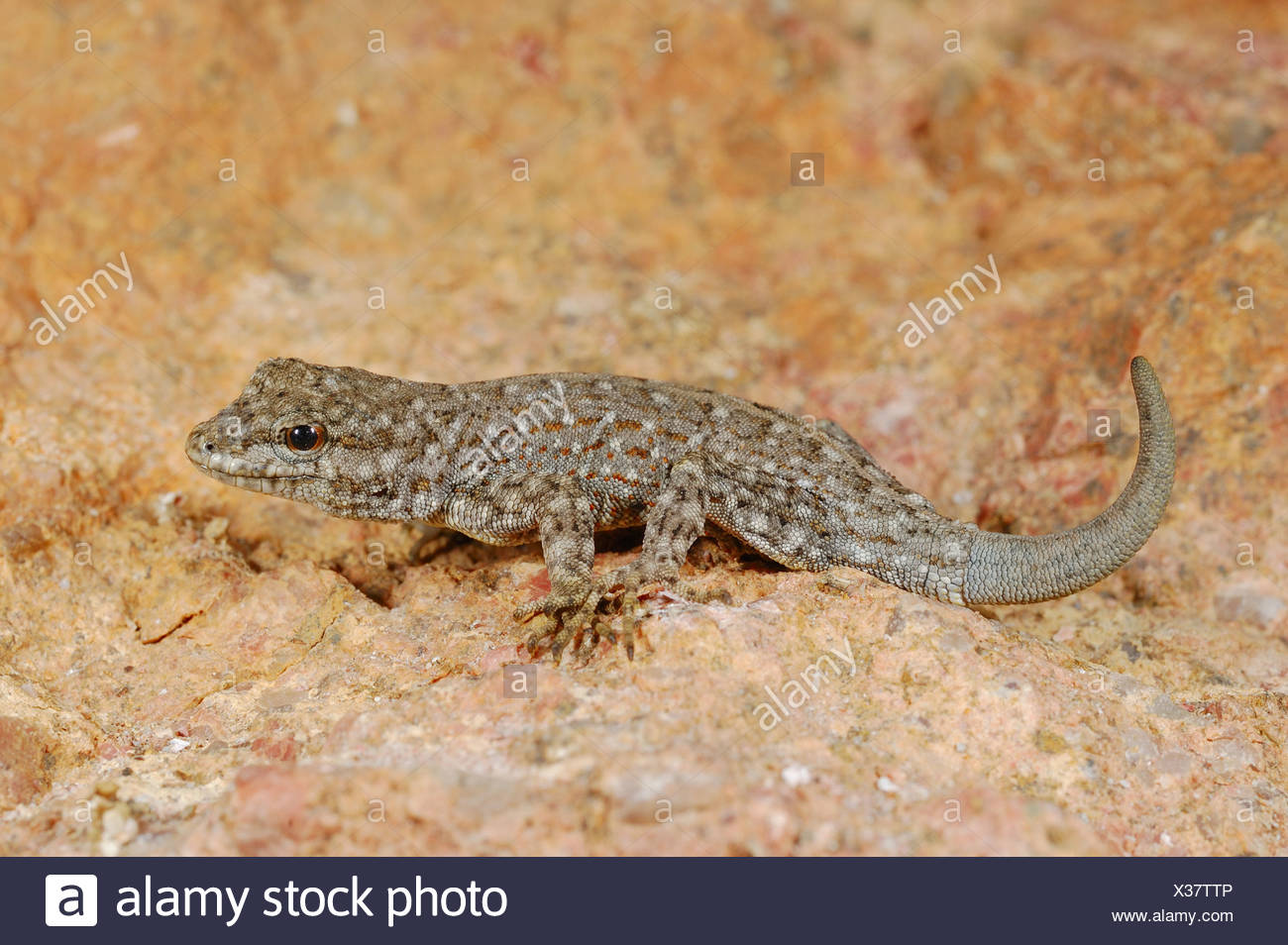 Pristurus High Resolution Stock Photography and Images - Alamy