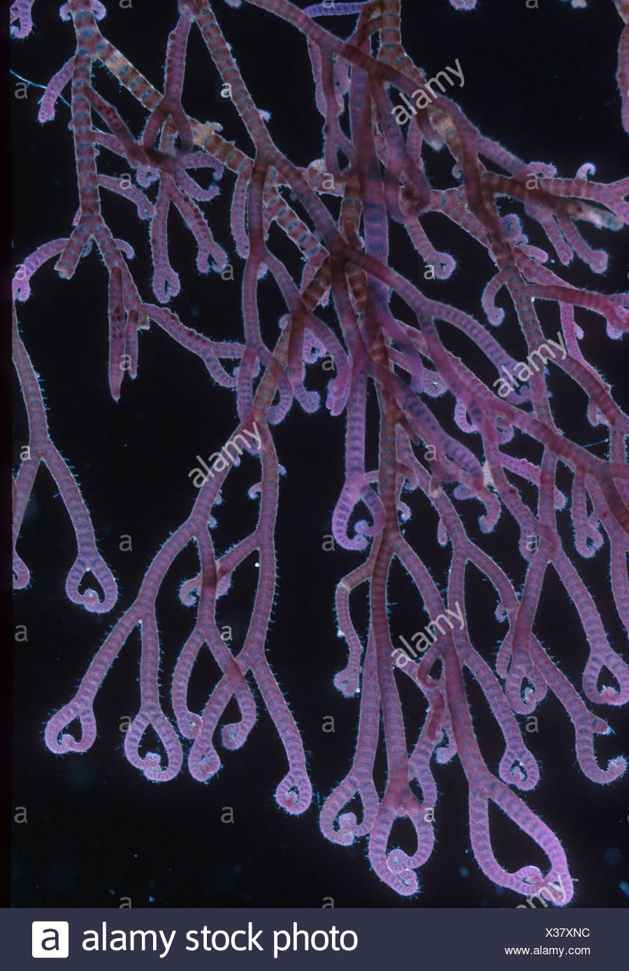 Ceramium Stock Photos & Ceramium Stock Images - Alamy