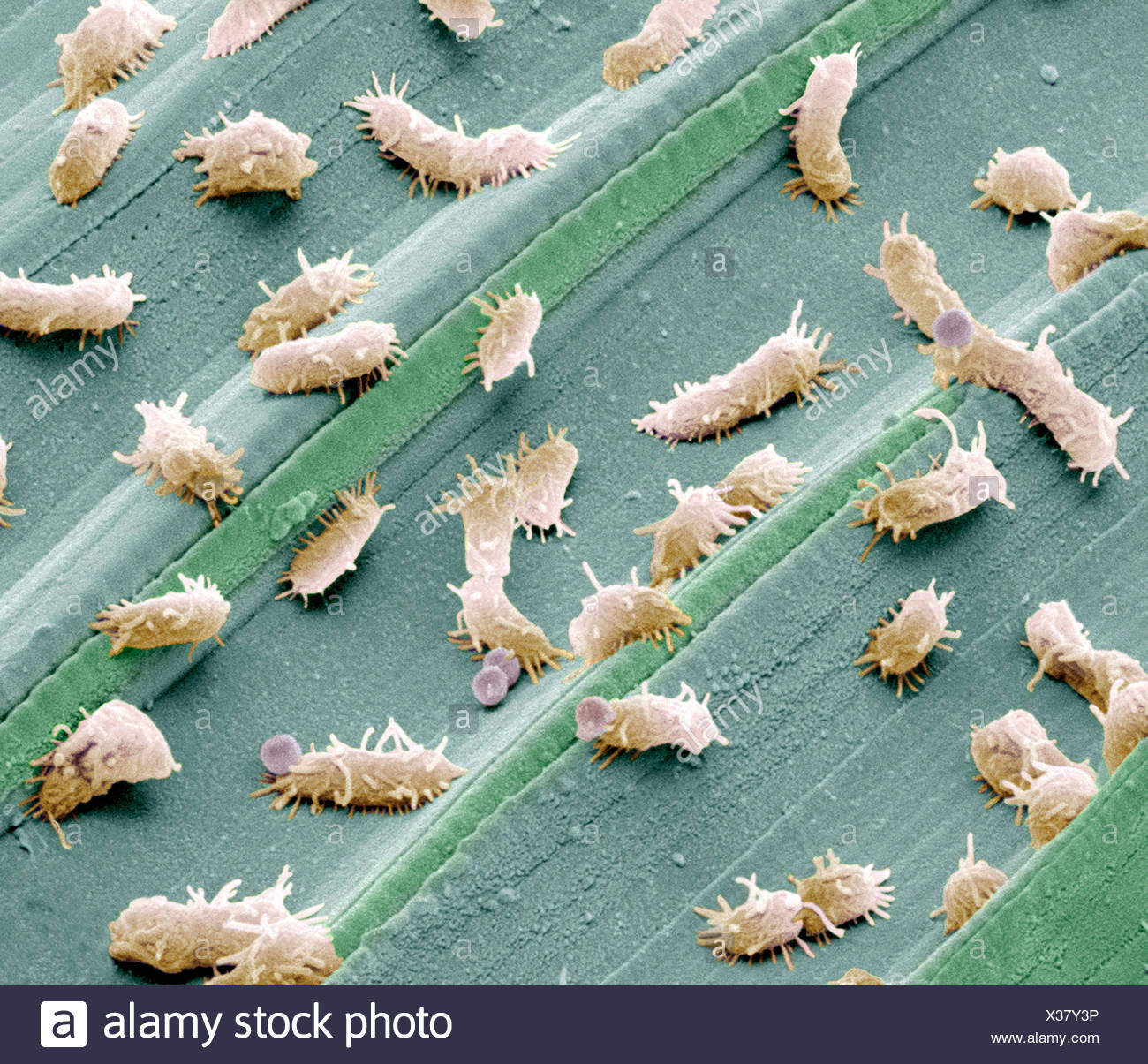 Stagnant Water Stock Photos & Stagnant Water Stock Images - Alamy