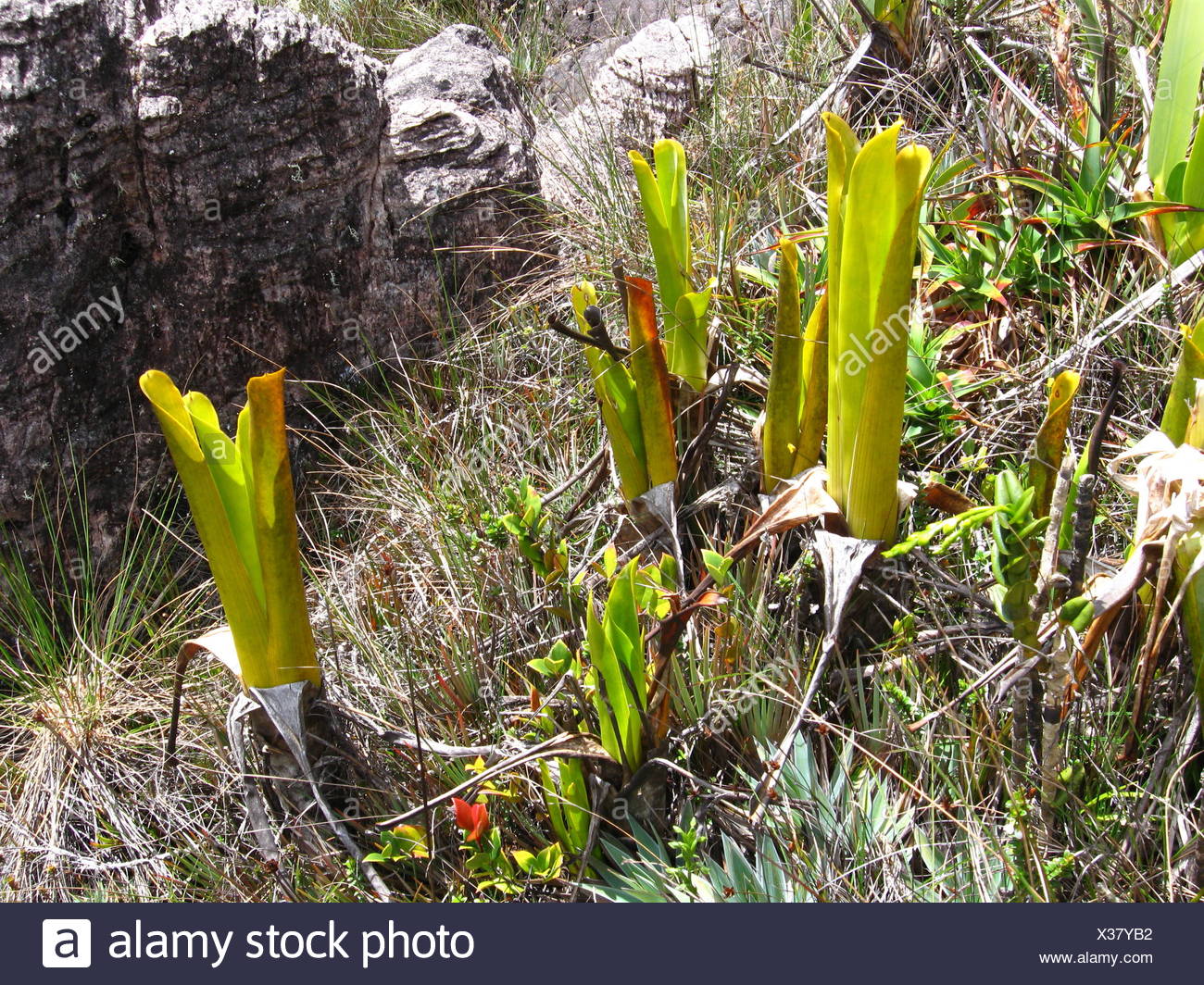 Brocchinia Stock Photos & Brocchinia Stock Images - Alamy
