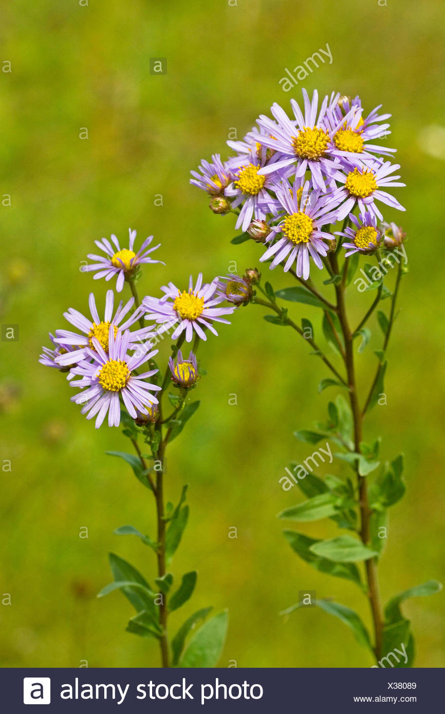 Italian Aster High Resolution Stock Photography and Images - Alamy