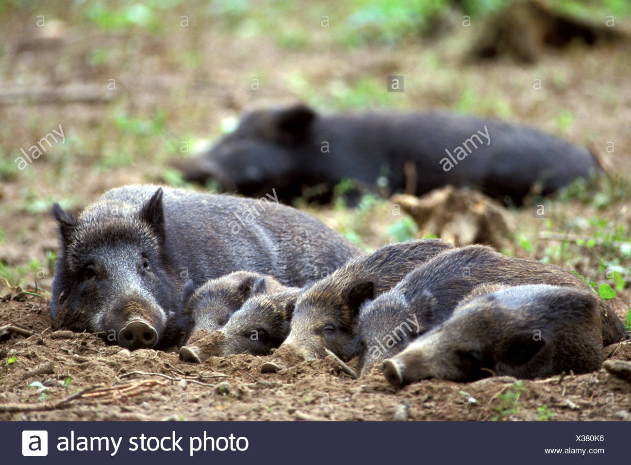 Black Boars High Resolution Stock Photography and Images - Alamy