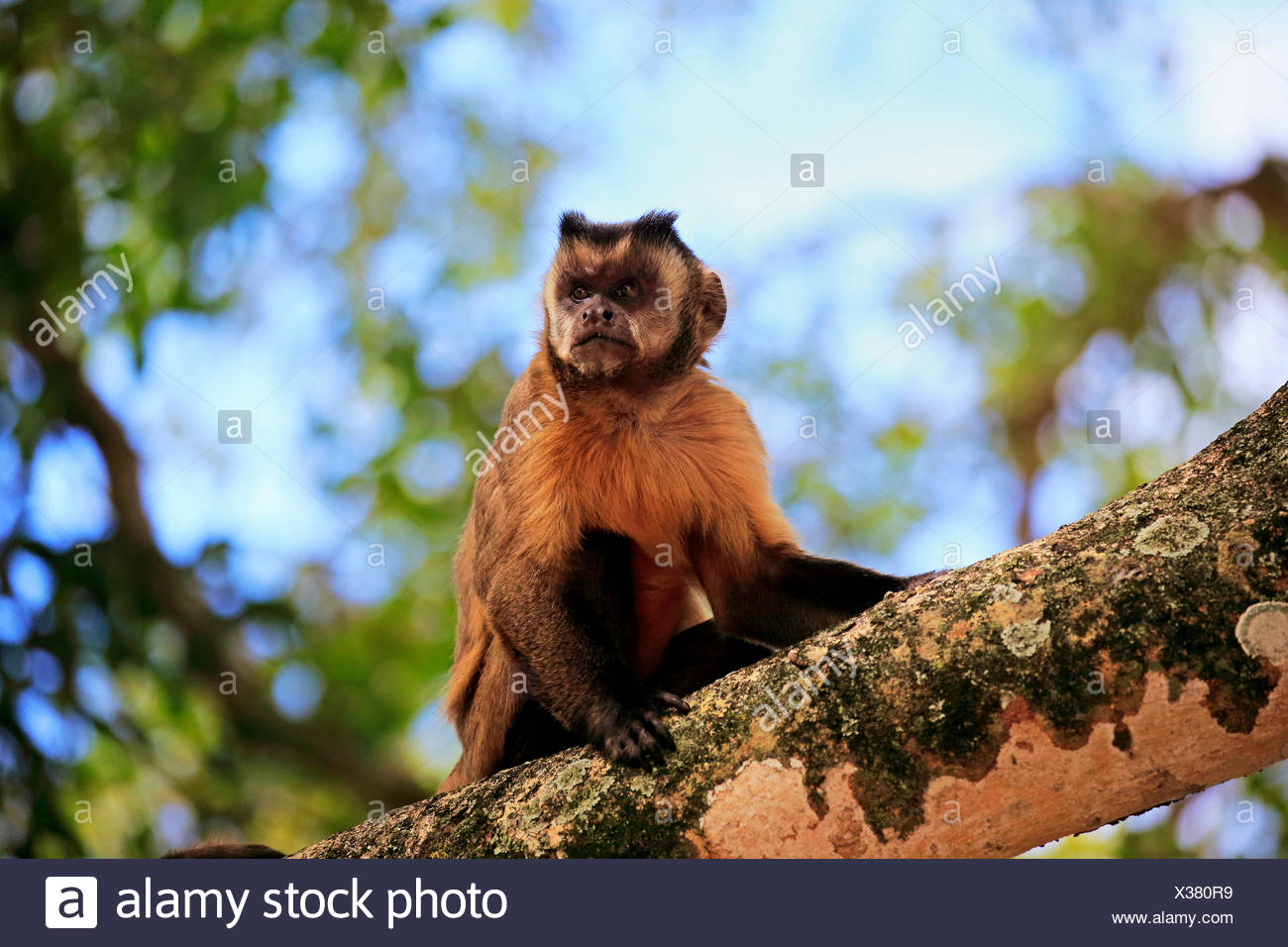 Brown Capuchin Tufted Capuchin Black Capped High Resolution Stock ...