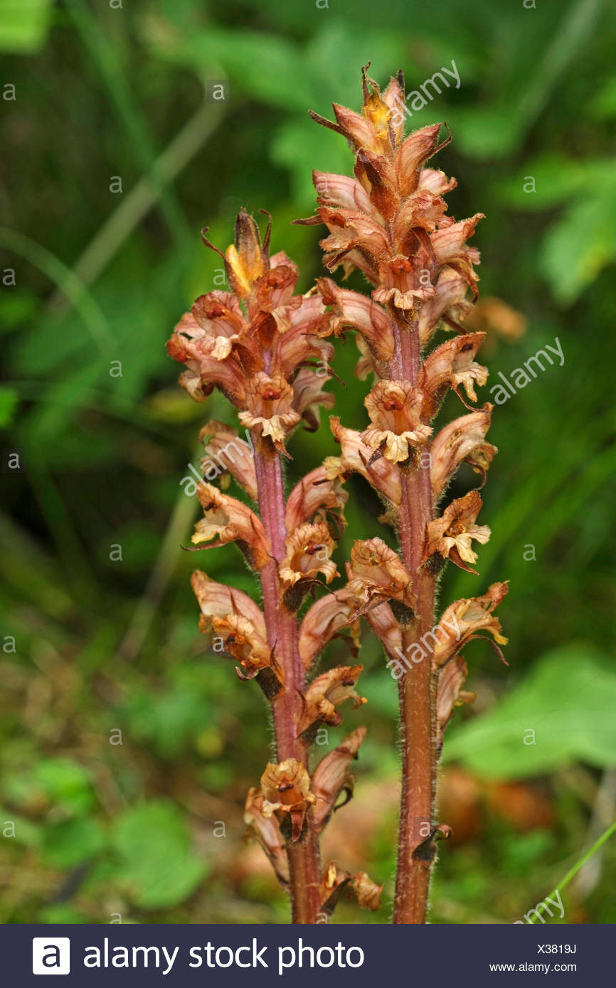 Broom Rapes High Resolution Stock Photography and Images - Alamy