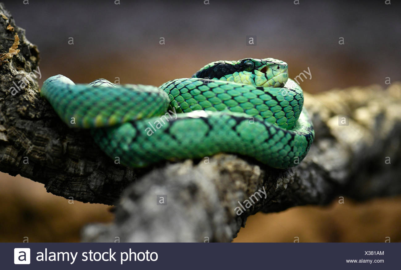Sri Lankan Green Pit Viper High Resolution Stock Photography and Images ...