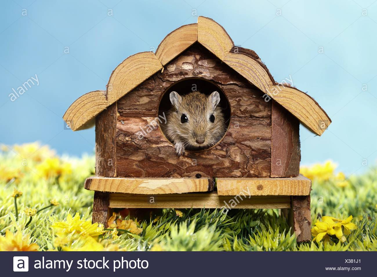 Juvenile House Mouse High Resolution Stock Photography and Images - Alamy