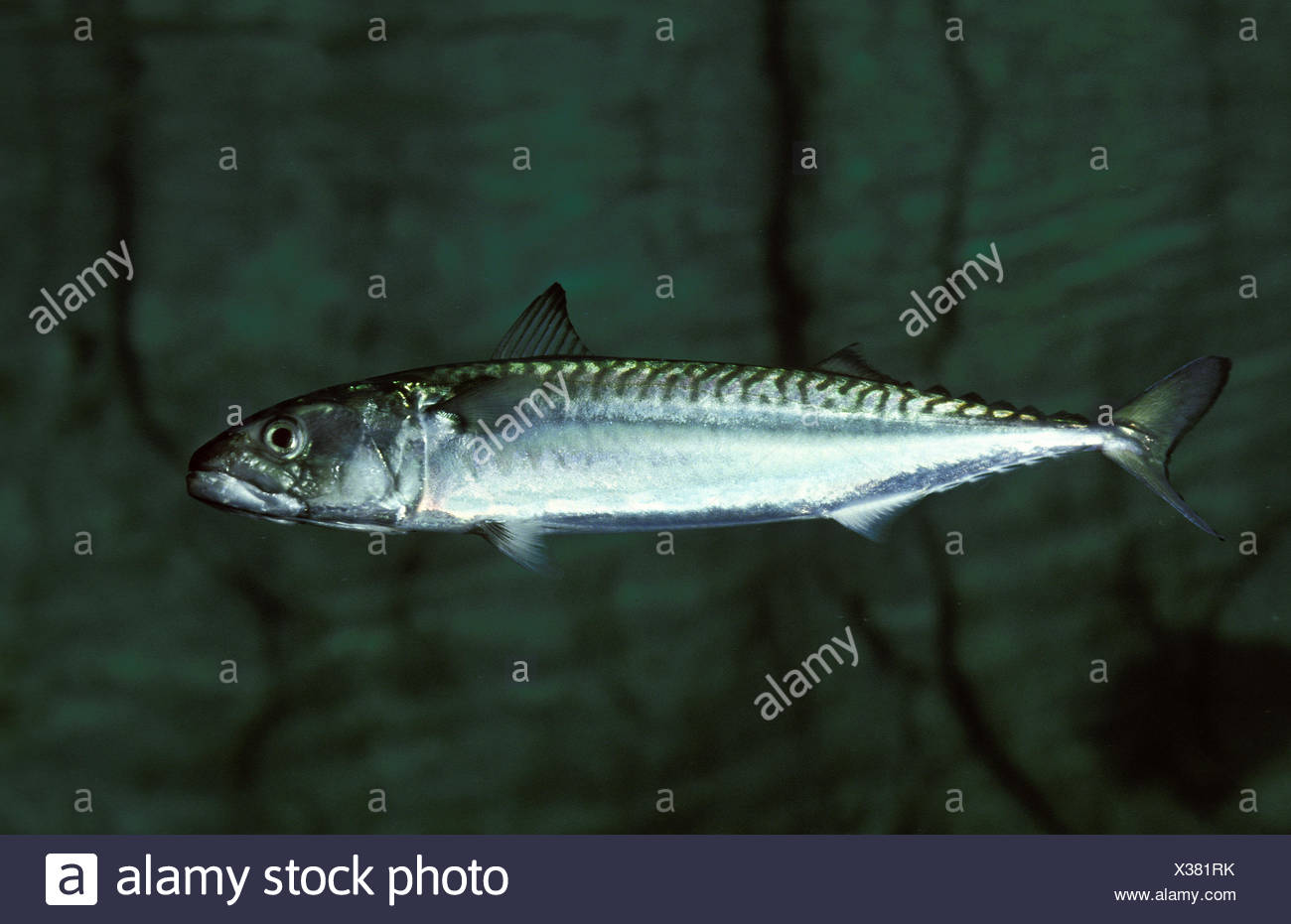 Scomber Scombrus Not Food High Resolution Stock Photography and Images ...