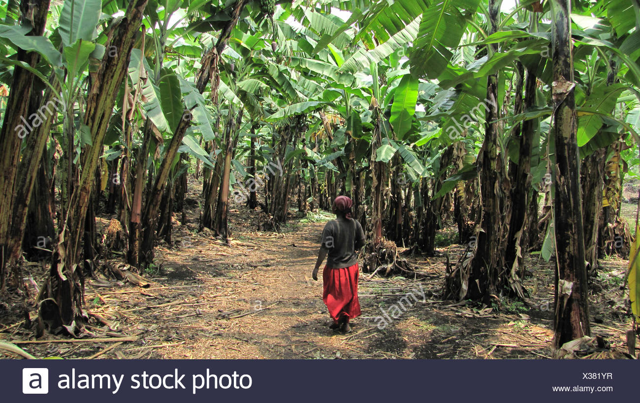 Forest Of Congo High Resolution Stock Photography and Images - Alamy