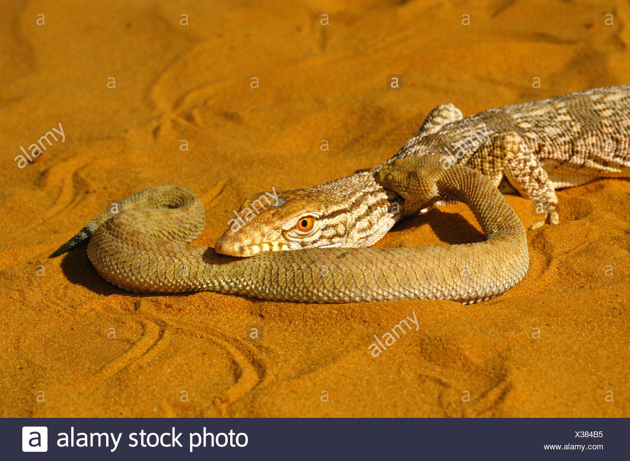Snake Biting Itself High Resolution Stock Photography and Images - Alamy