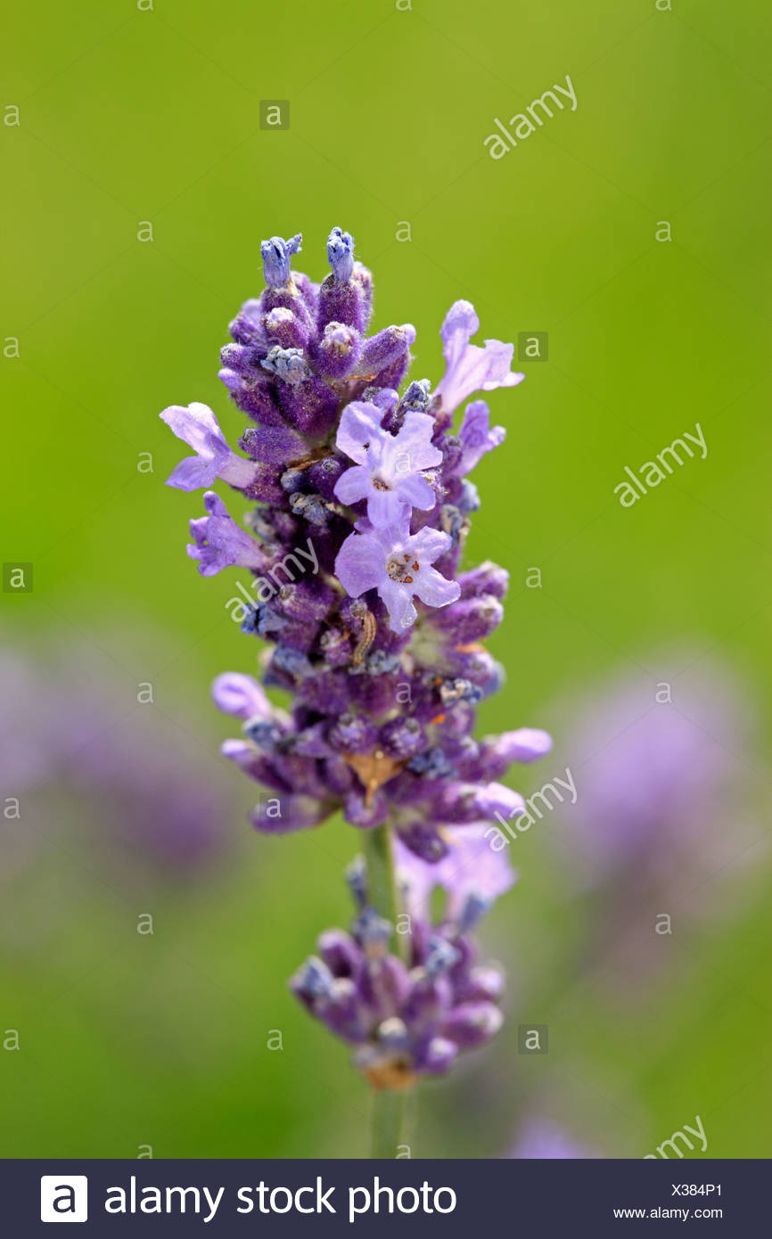 Purple Spike Blossoms High Resolution Stock Photography and Images - Alamy