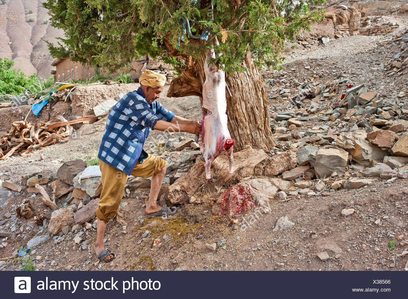 Entrails Stock Photos & Entrails Stock Images - Alamy